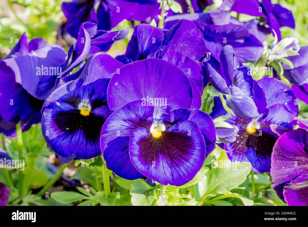 Viola x wittrockiana Matrix F1 Deep Blue Blotch Stock Photo - Alamy