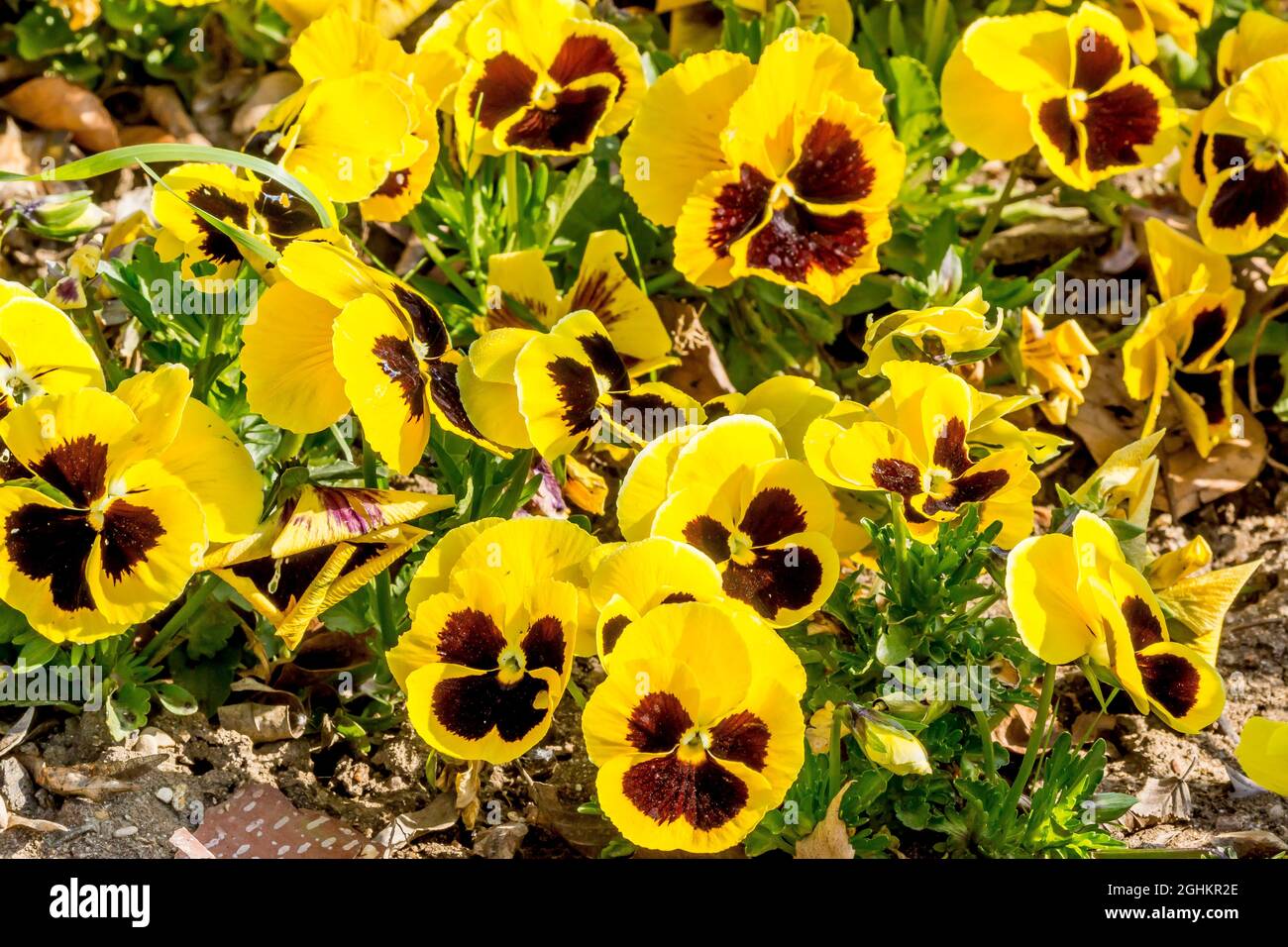 Viola x wittrockiana Matrix Golden Yellow Blotch Stock Photo - Alamy