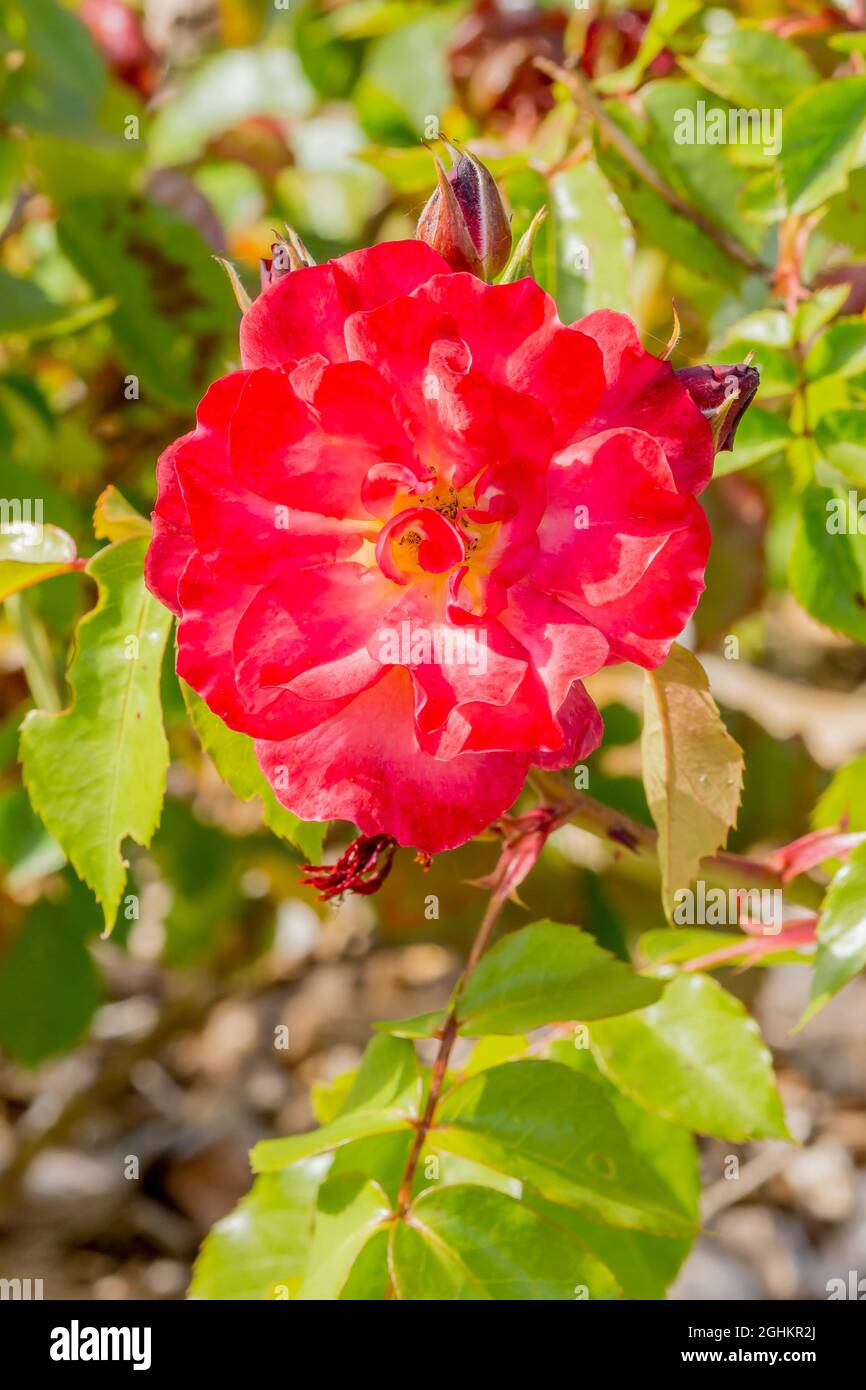 Rose tree 'Cinco de Mayo' in bloom in a garden Stock Photo - Alamy
