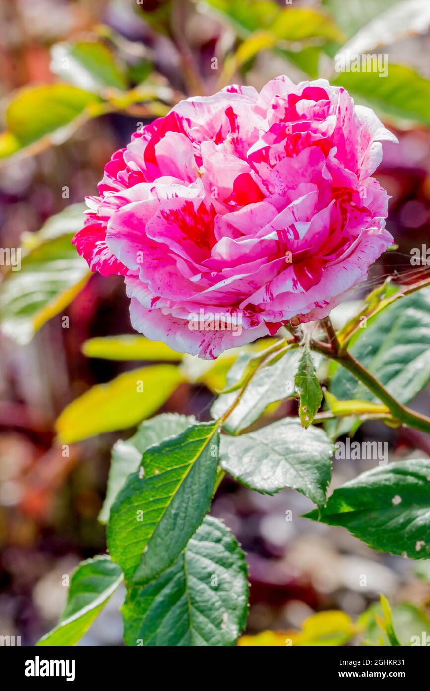 Rose tree 'Scentimental' in bloom in a garden Stock Photo - Alamy