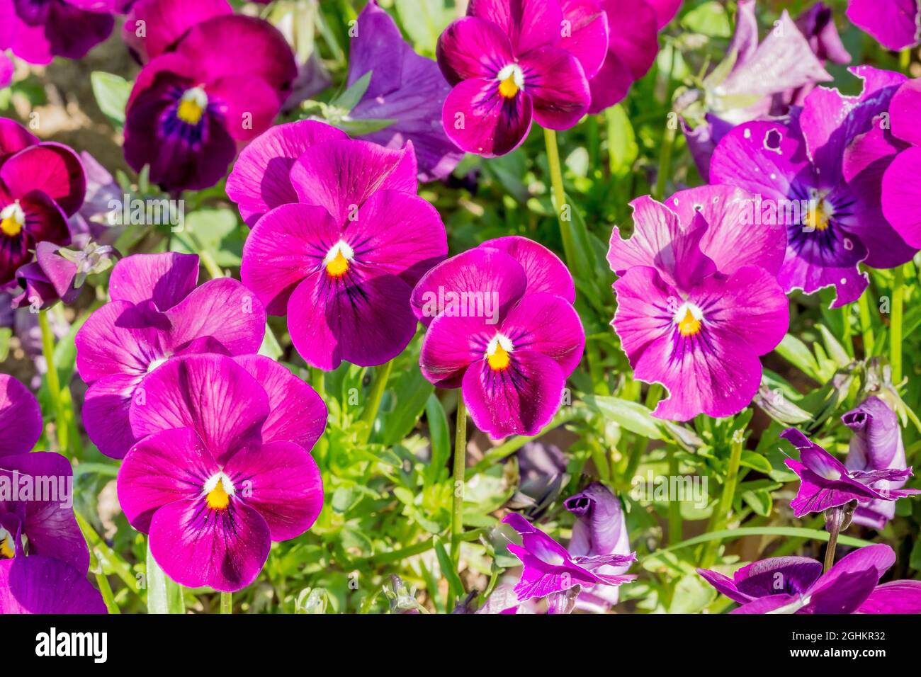 Viola cornuta 'Sorbet Raspberry' Stock Photo - Alamy