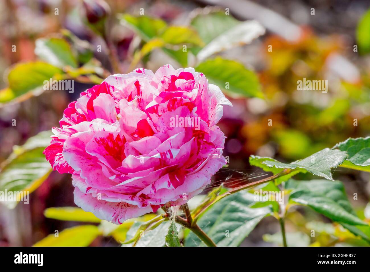 Two Tone Colour Rose High Resolution Stock Photography and Images - Alamy