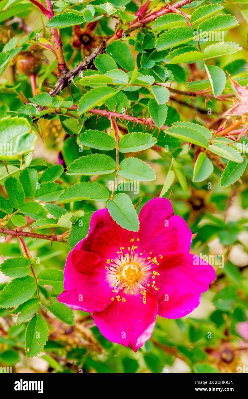 Rosa spinosissima 'Single Cherry' Stock Photo - Alamy