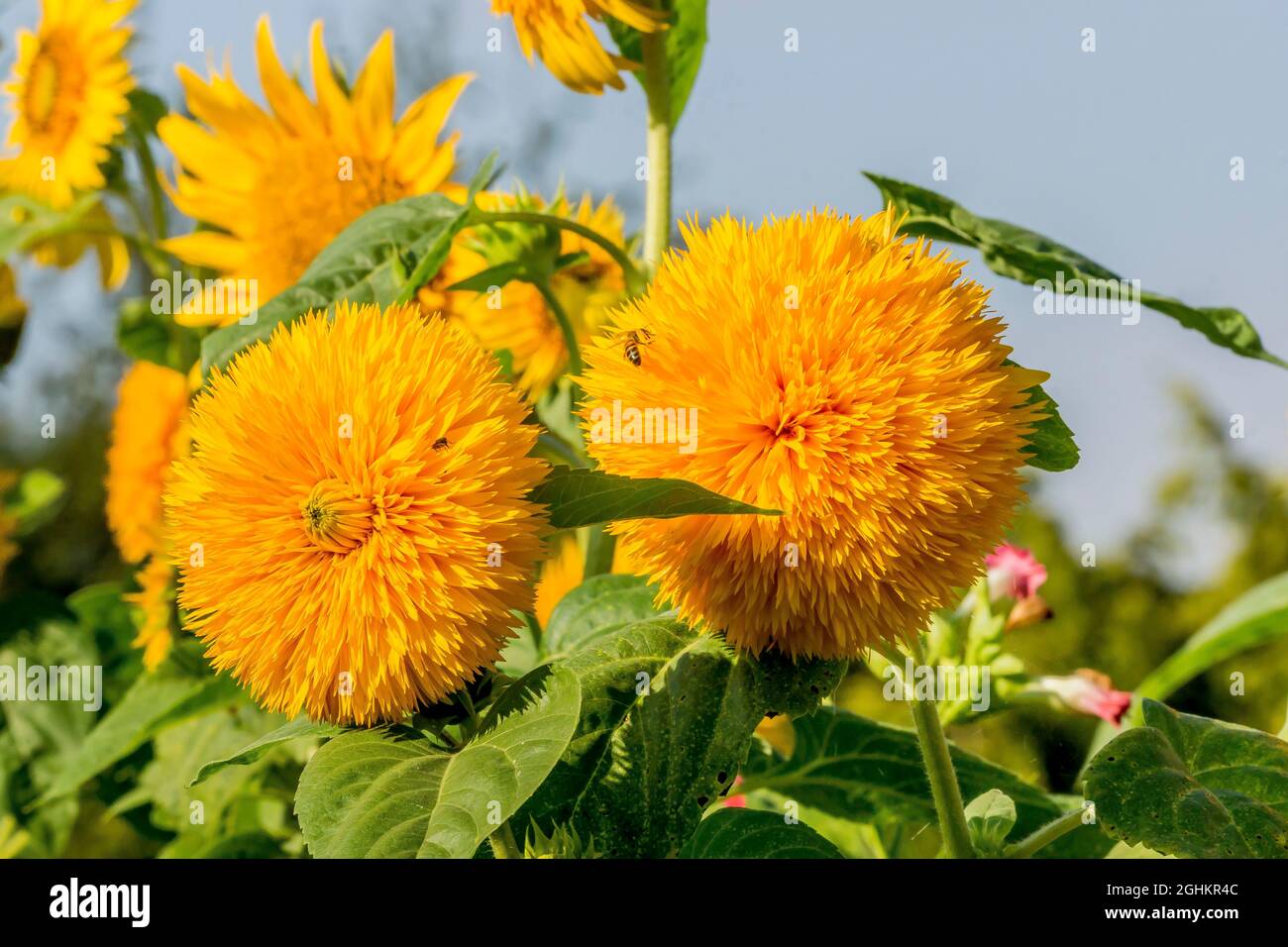 Sunflowers helianthus sp hi-res stock photography and images - Alamy