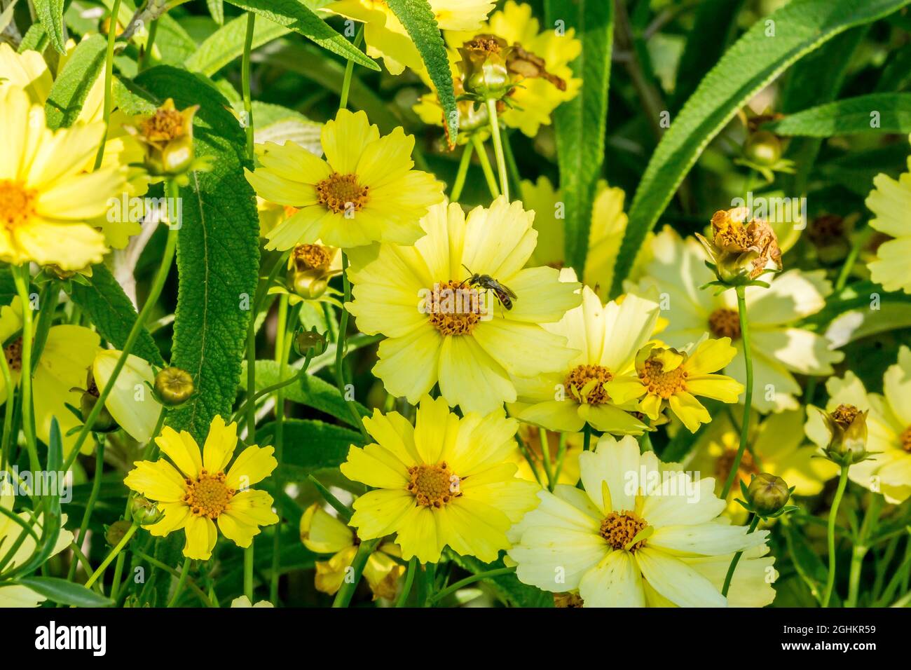 Coreopsis 'Full Moon' Obtenteur : Darrel Probst (USA Stock Photo - Alamy