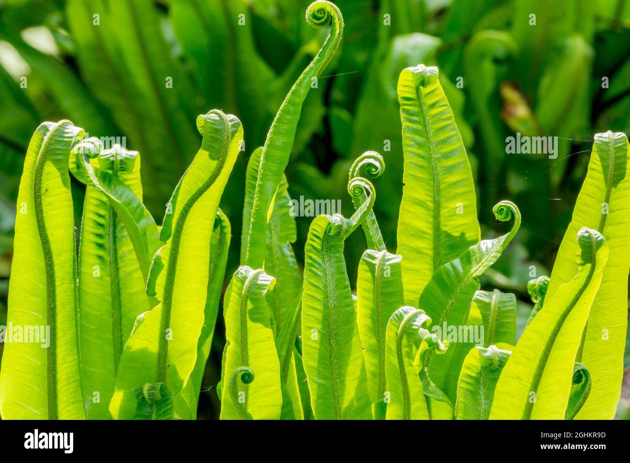 Asplenium species hi-res stock photography and images - Alamy
