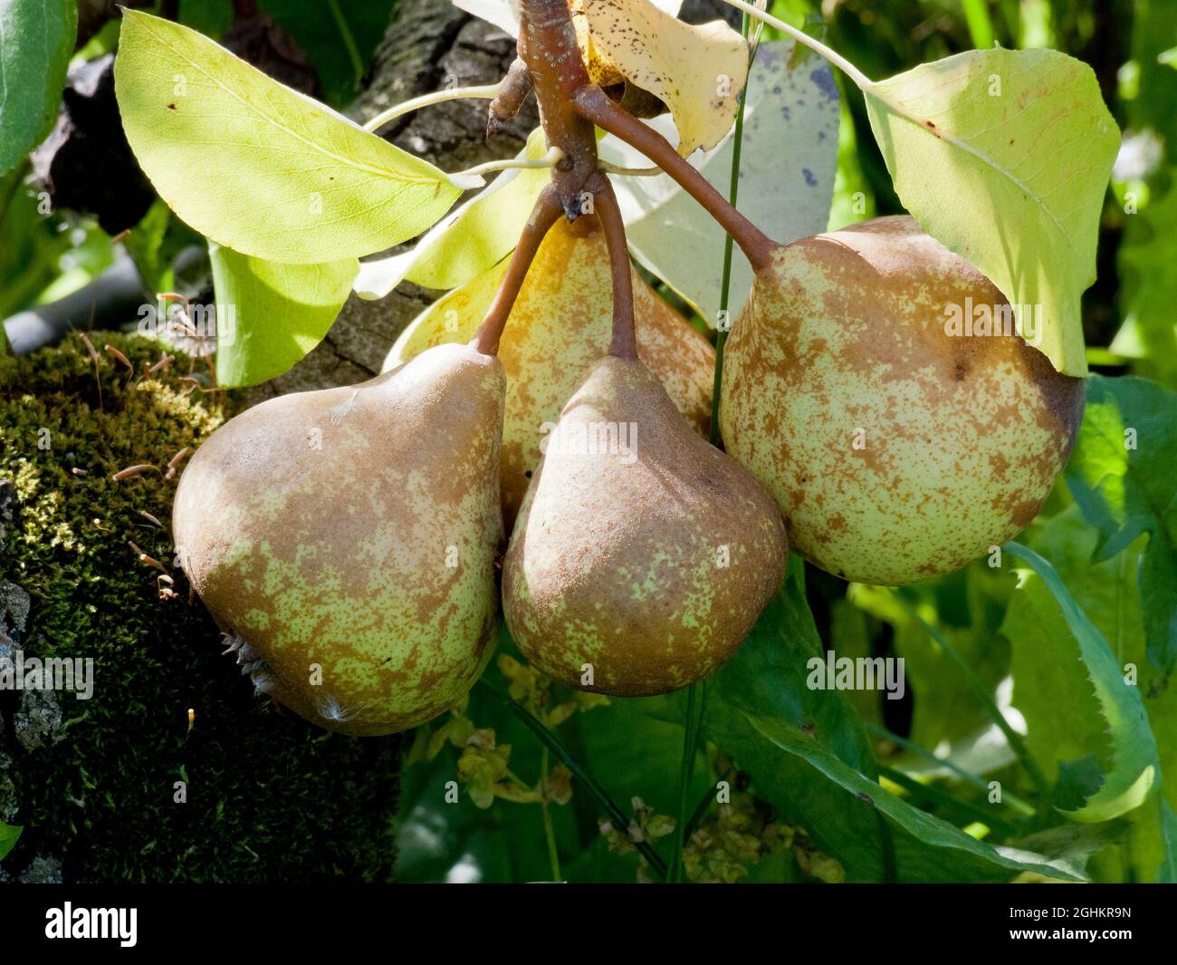 Pyrus communis 'Doyenne Georges Boucher' Stock Photo - Alamy