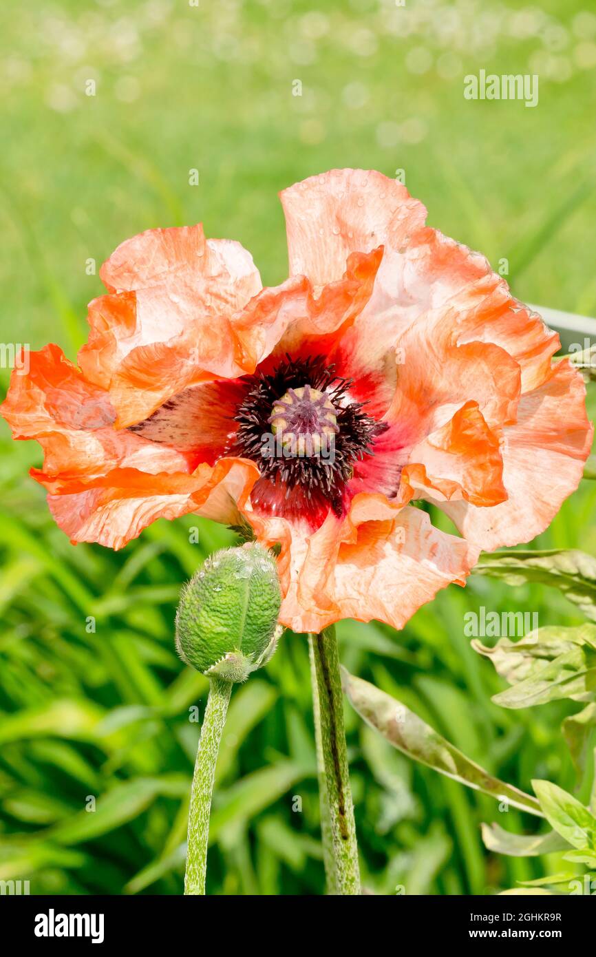 Papaver orientale 'Picotee' Stock Photo - Alamy