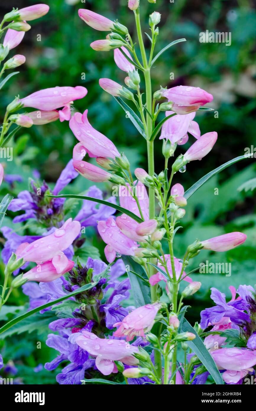 Penstemon in bloom in a garden Stock Photo - Alamy