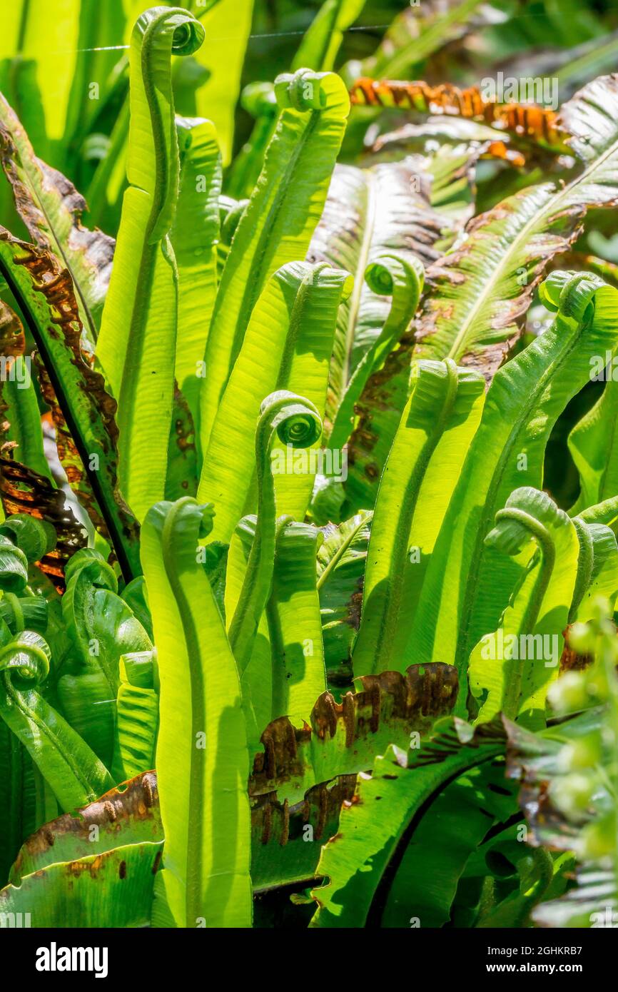 Asplenium ceterach hi-res stock photography and images - Alamy
