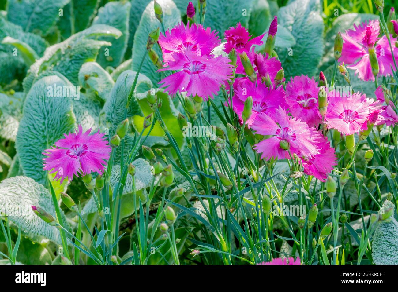 Dianthus gratianopolitanus 'Grandiflorus' Stock Photo - Alamy
