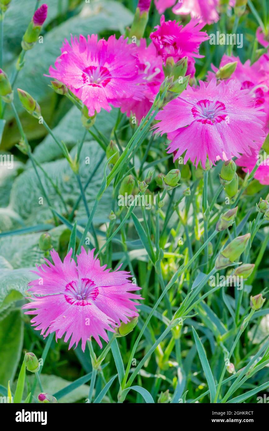 Dianthus gratianopolitanus 'Grandiflorus' Stock Photo - Alamy