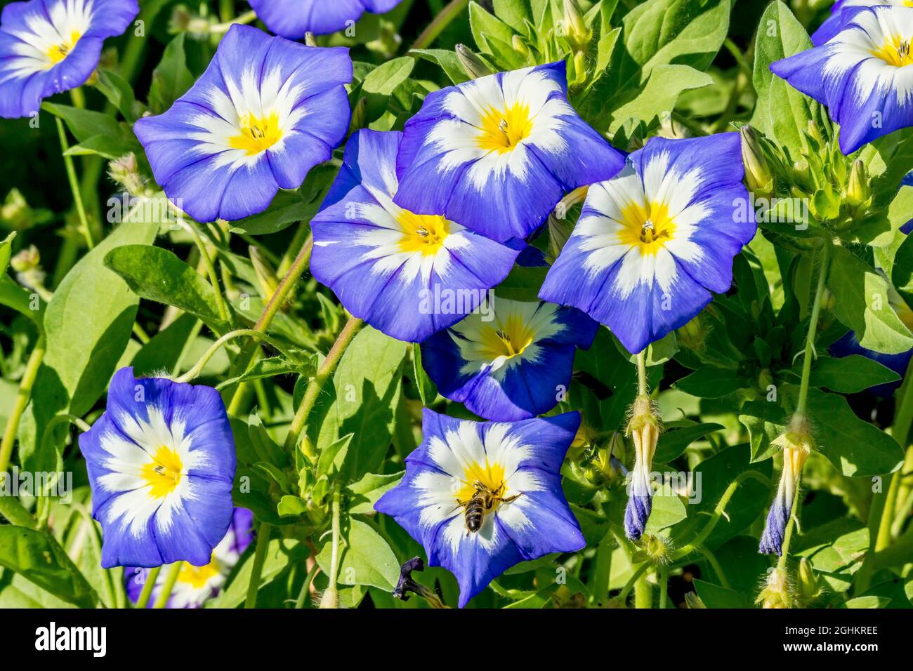 Convolvulus species hi-res stock photography and images - Alamy