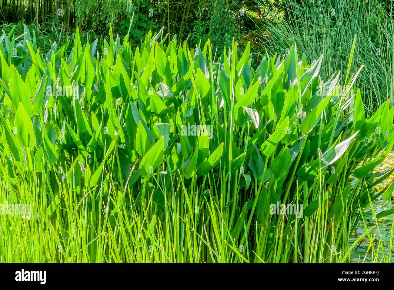 Sagittaria hi-res stock photography and images - Alamy
