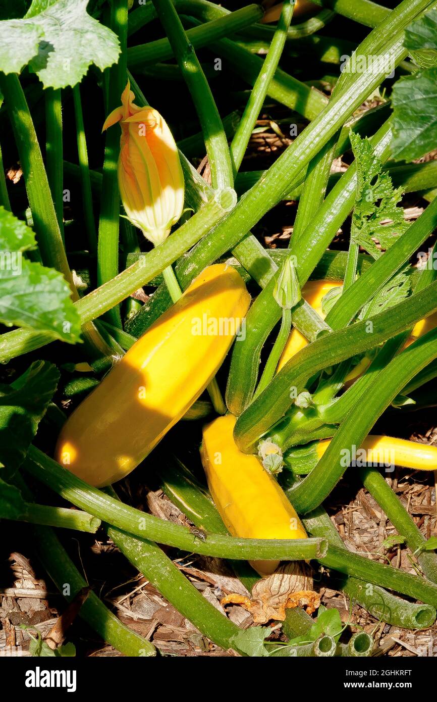 Courgette jaune 'Eight Ball' F1 Stock Photo - Alamy