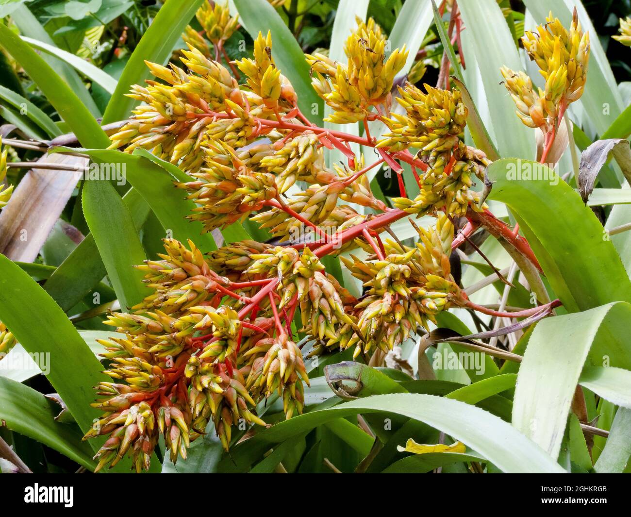 Aechmea species hi-res stock photography and images - Alamy