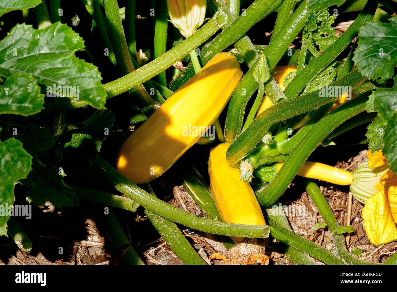 Courgette jaune 'Eight Ball' F1 Stock Photo - Alamy