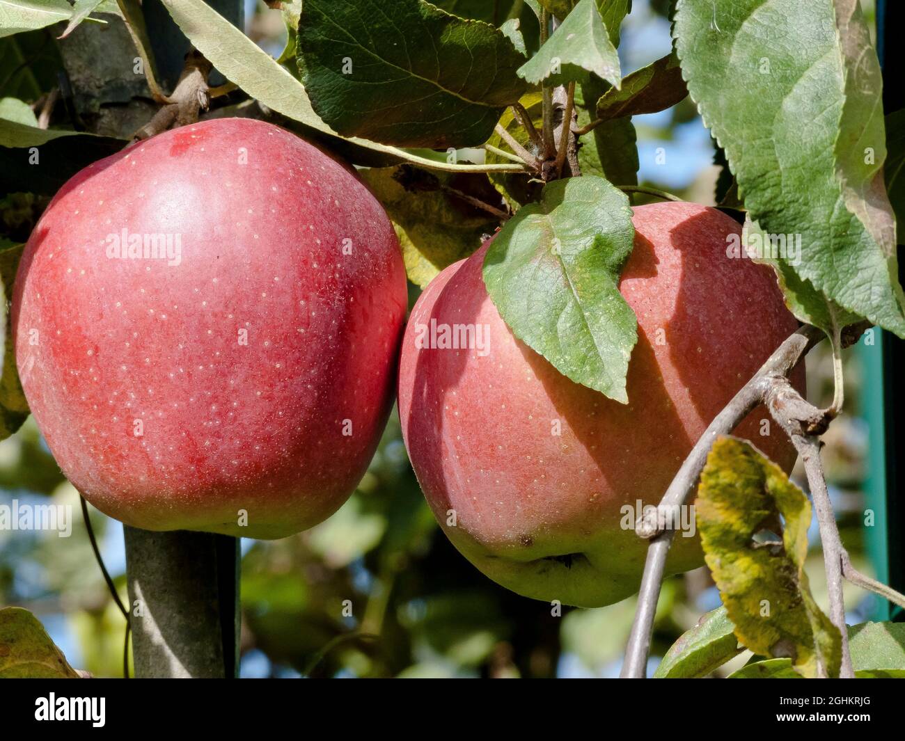 Malus domestica 'Gloster' Stock Photo - Alamy