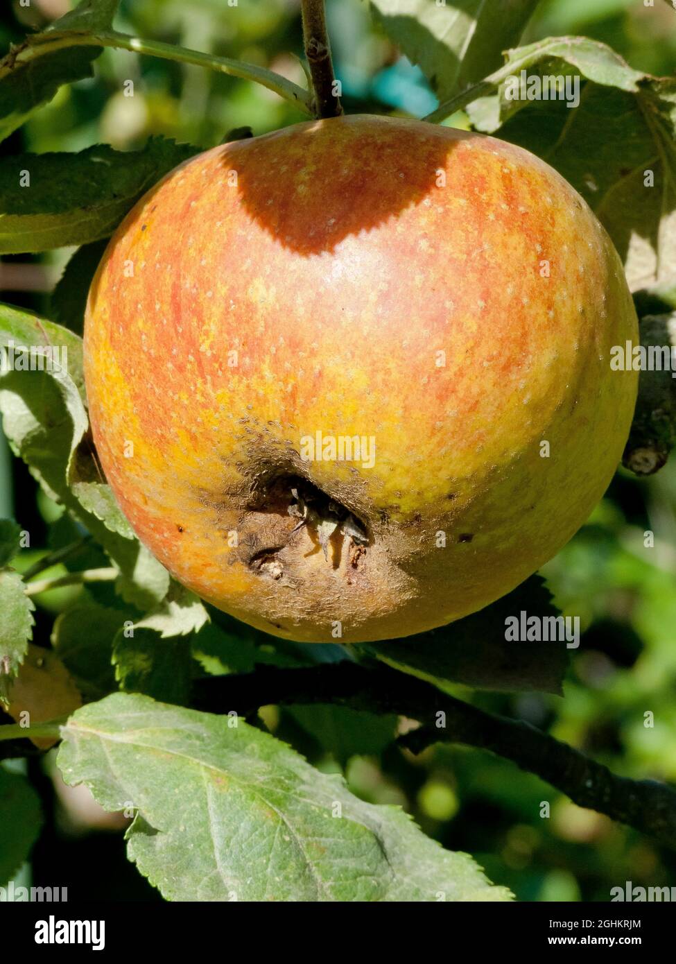 Malus domestica 'Double Rose' Stock Photo - Alamy