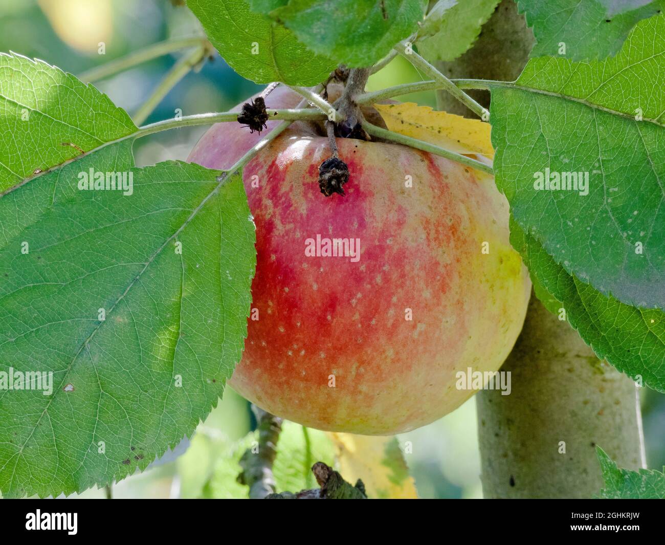 Boskoop rouge hi-res stock photography and images - Alamy