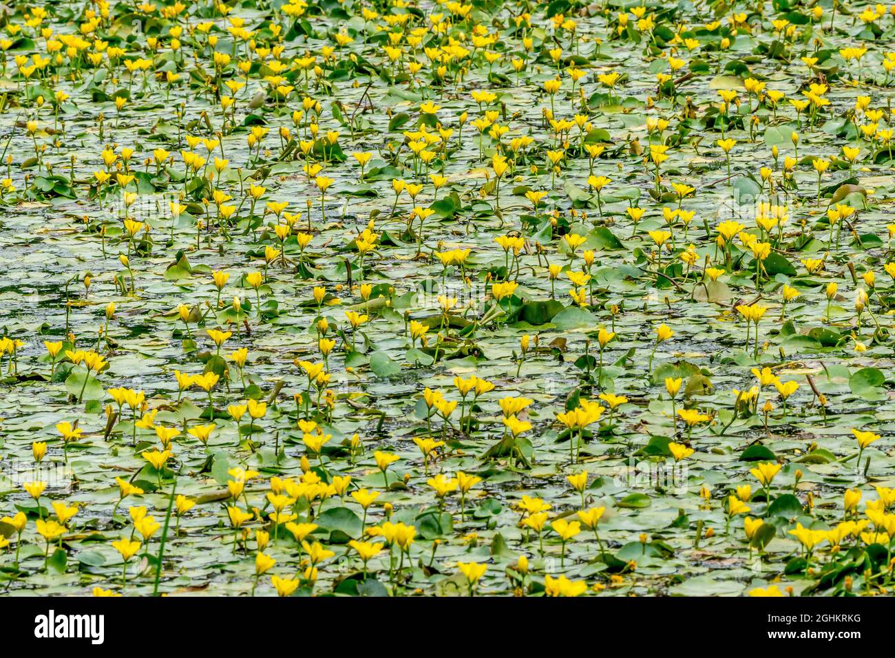 Nymphoides peltatum hi-res stock photography and images - Alamy