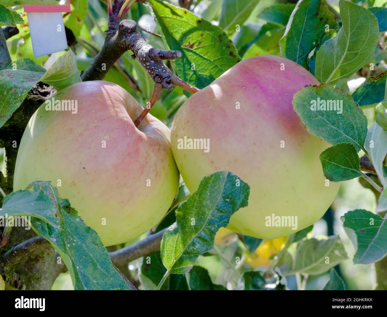 Malus domestica 'Blushing Golden' Stock Photo - Alamy