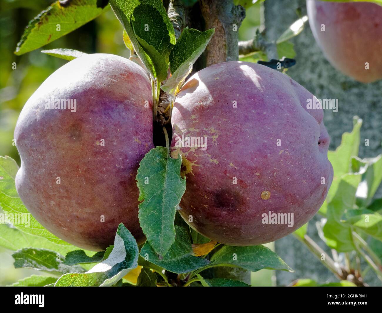 Malus domestica 'Starkimson' Stock Photo - Alamy