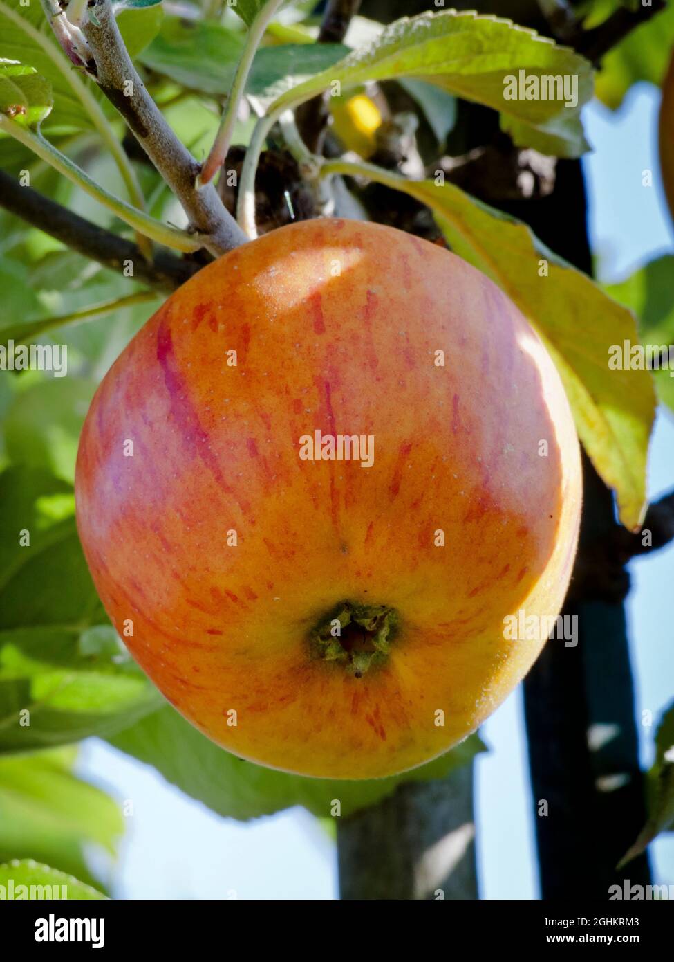 Malus domestica 'Cox's Orange Pippin' Stock Photo - Alamy