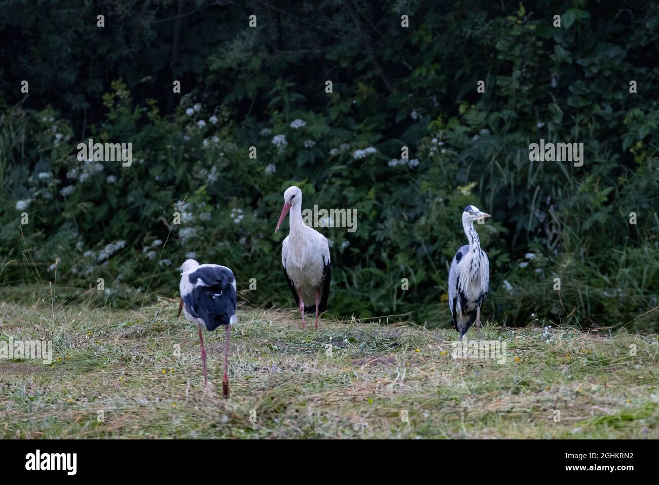 Storks in forest hi-res stock photography and images - Alamy