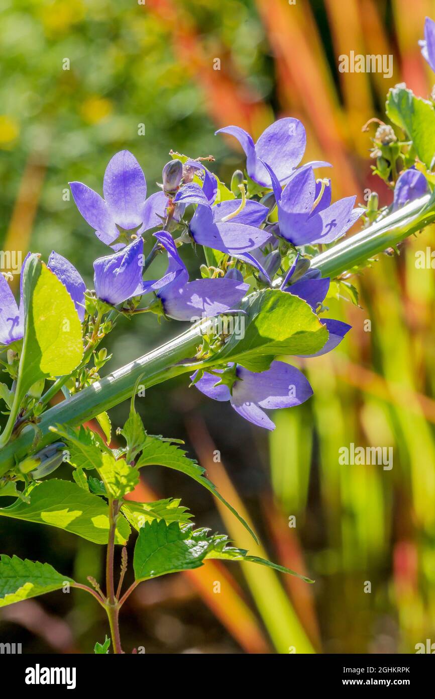 Chimney bellflower campanula pyramidalis hi-res stock photography and ...