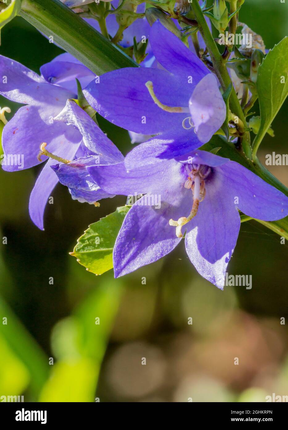 Chimney bellflower campanula pyramidalis hi-res stock photography and ...