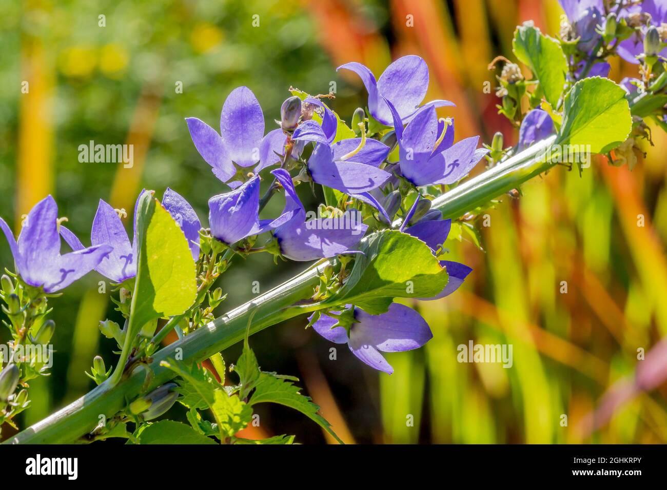 Chimney bellflower campanula pyramidalis hi-res stock photography and ...