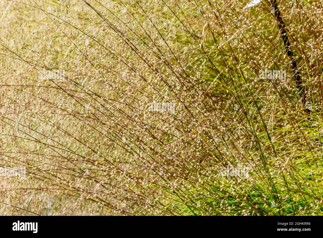 Festuca hi-res stock photography and images - Alamy