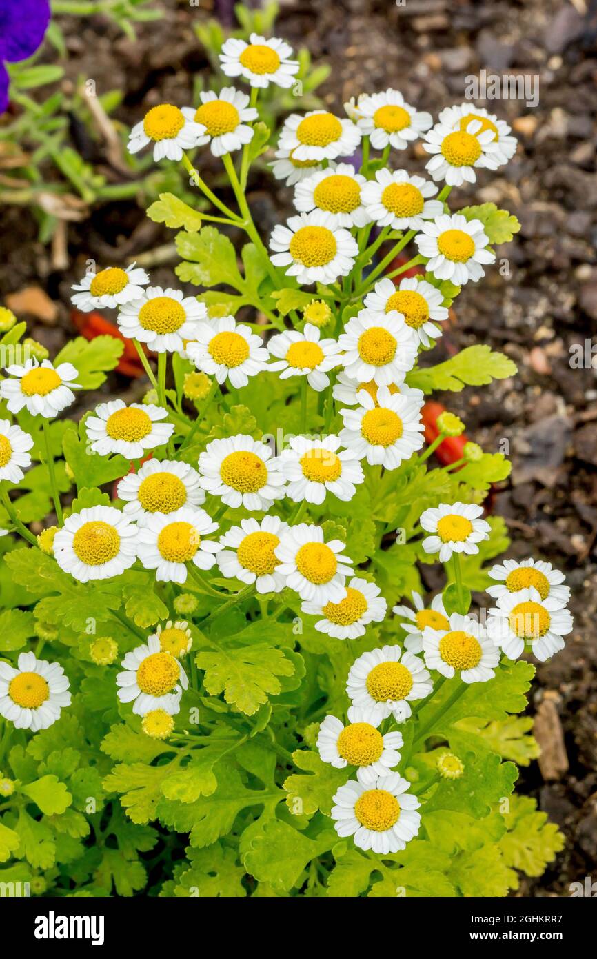 Tanacetum parthenium 'Aureum' Stock Photo - Alamy