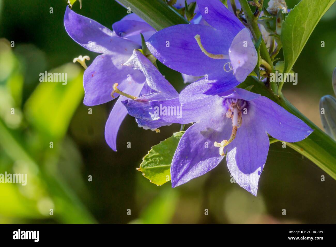 Chimney bellflower campanula pyramidalis hi-res stock photography and ...