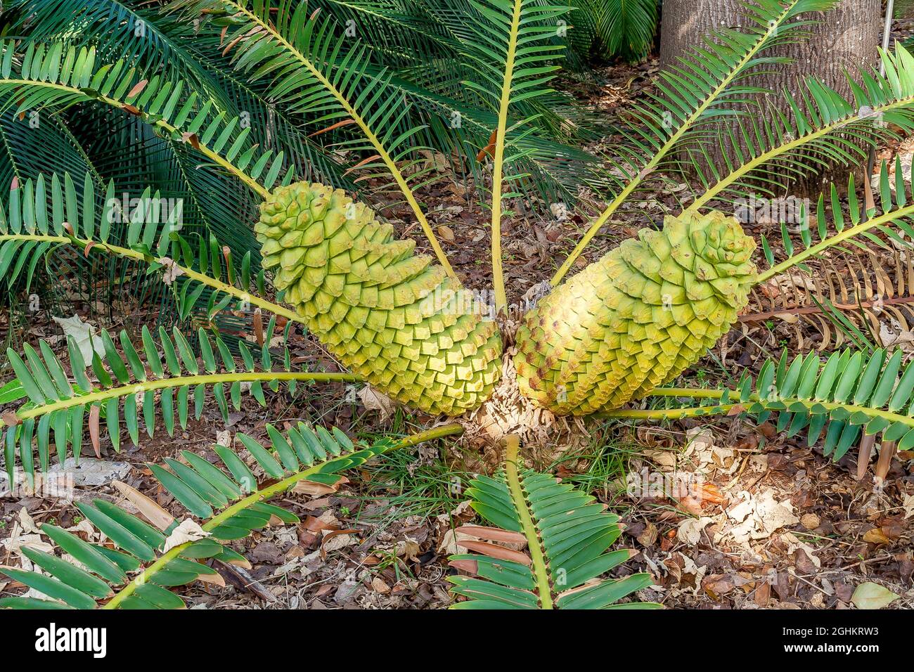 Encephalartos hi-res stock photography and images - Alamy