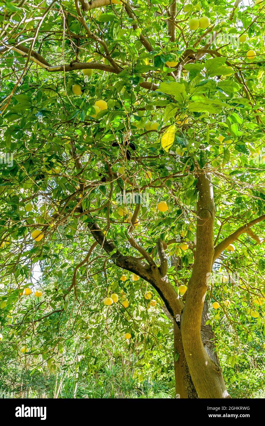 Family rutaceae hi-res stock photography and images - Alamy