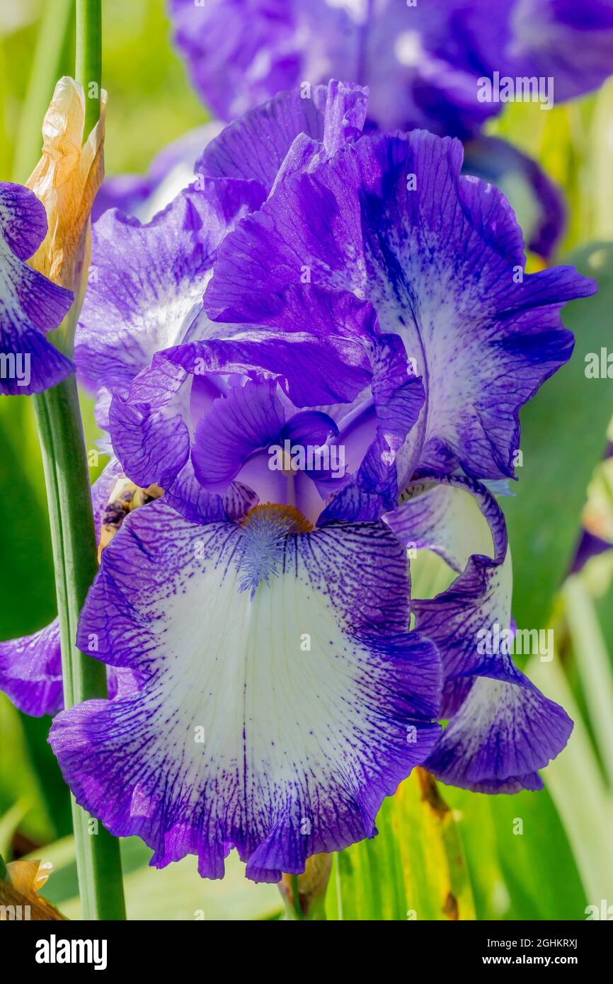 Iris Germanica 'Rococo' Schreiner 1960 Stock Photo - Alamy