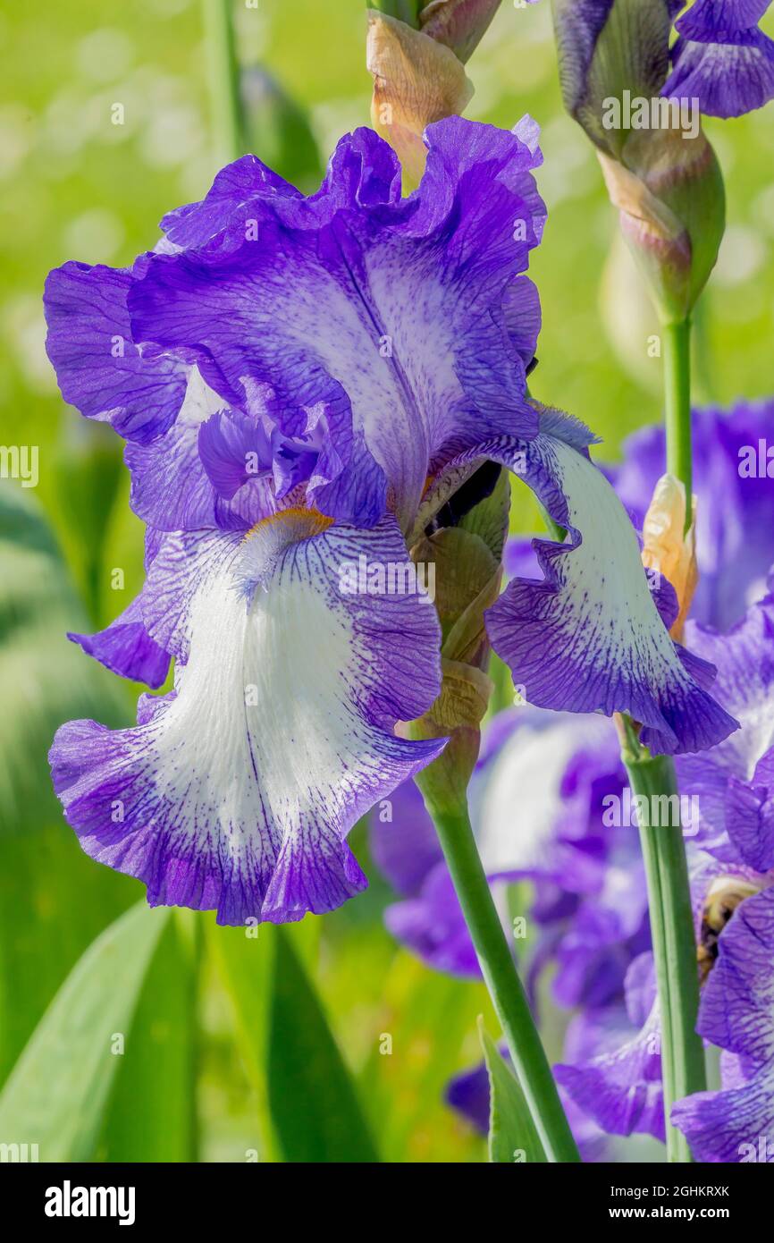 Iris Germanica 'Rococo' Schreiner 1960 Stock Photo - Alamy