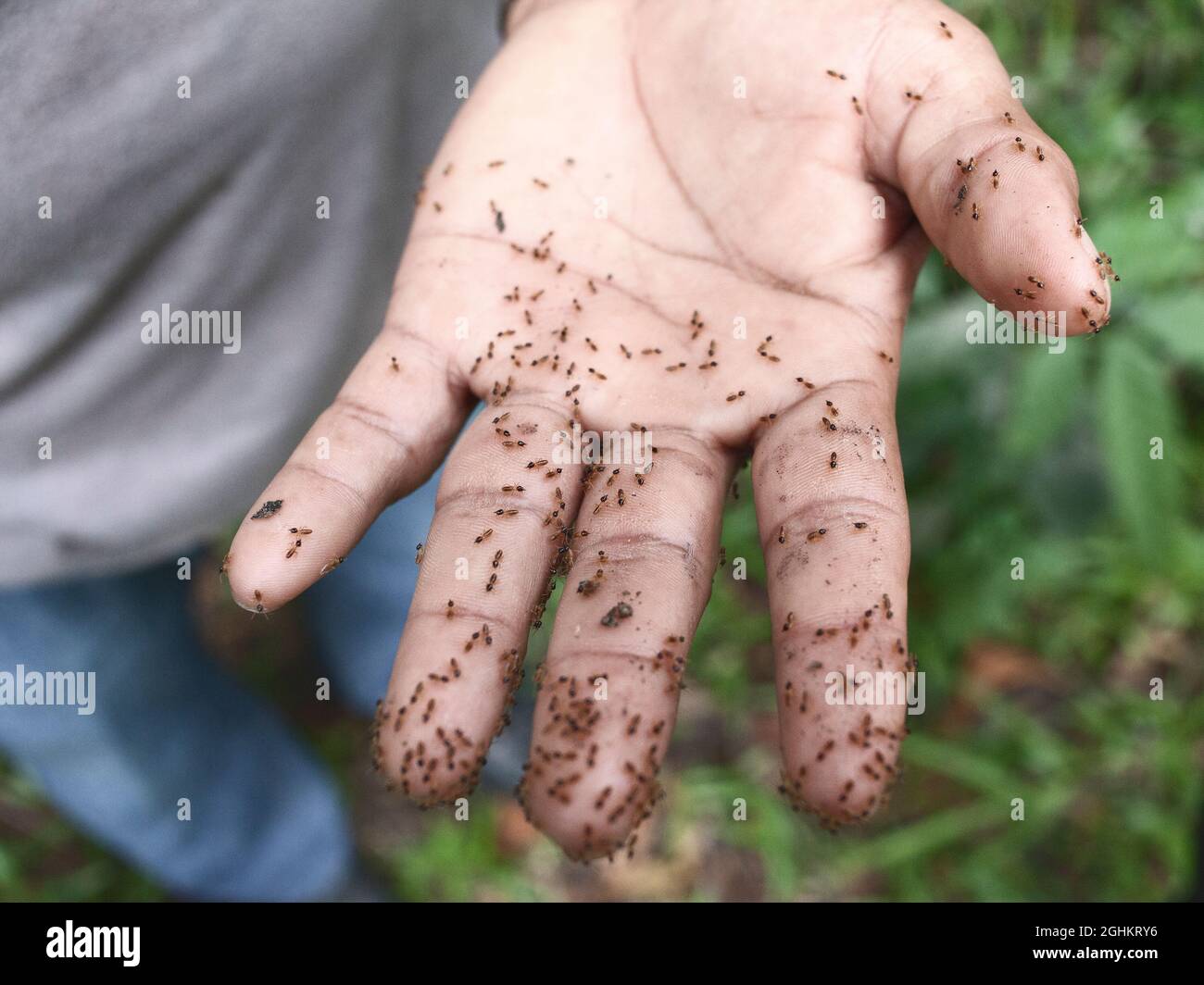 Hand full of termites Stock Photo - Alamy