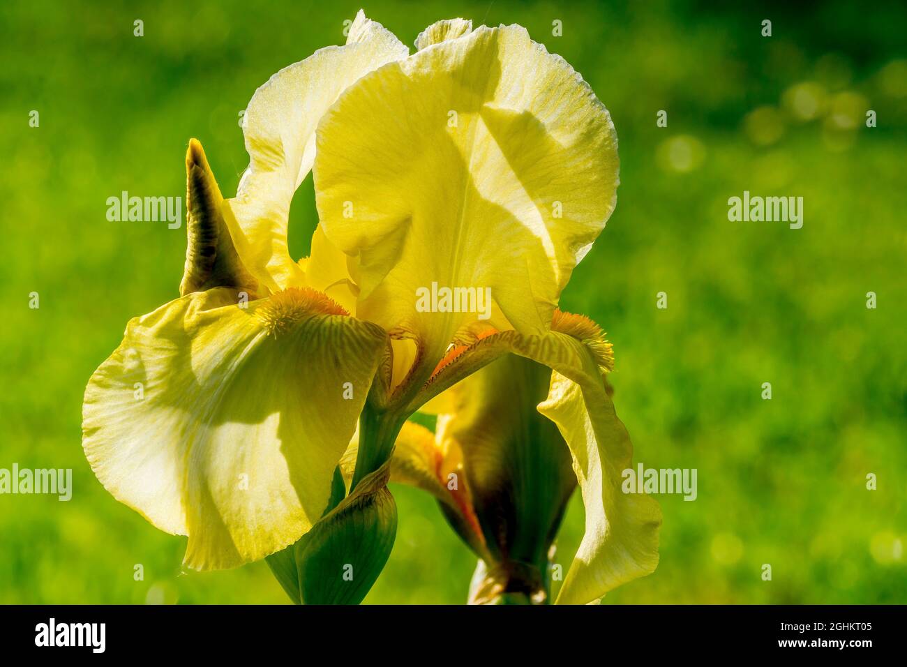 Iris Germanica 'Bellerive' Benson 1947 Stock Photo - Alamy