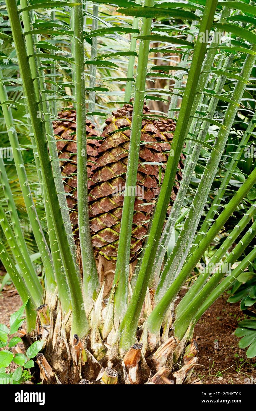 Encephalartos hi-res stock photography and images - Alamy