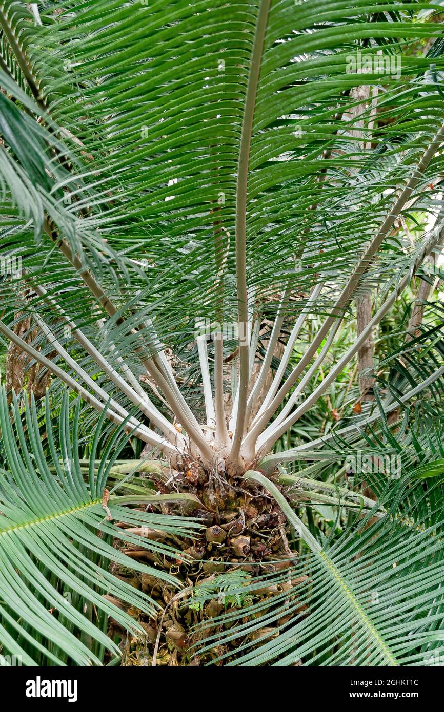 Lepidozamia peroffskyana hi-res stock photography and images - Alamy
