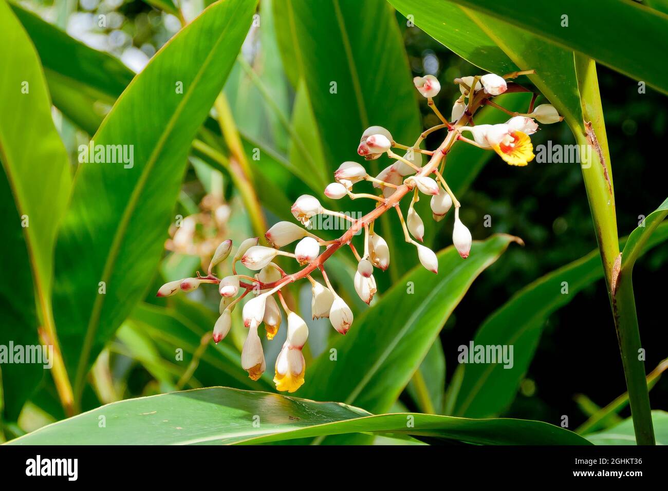 Alpinia zerumbet hi-res stock photography and images - Alamy