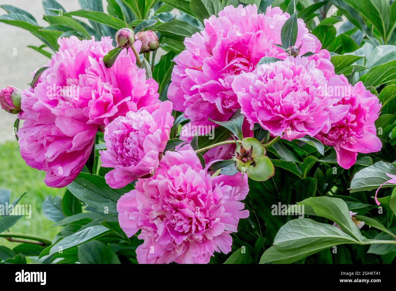 Peony 'Auguste Dessert' in bloom in a garden Stock Photo - Alamy