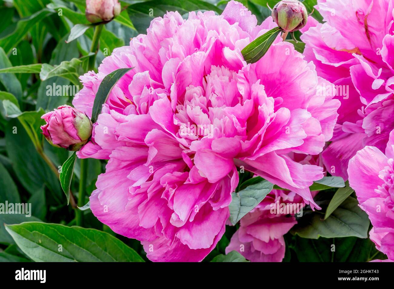 Peony 'Auguste Dessert' in bloom in a garden Stock Photo - Alamy