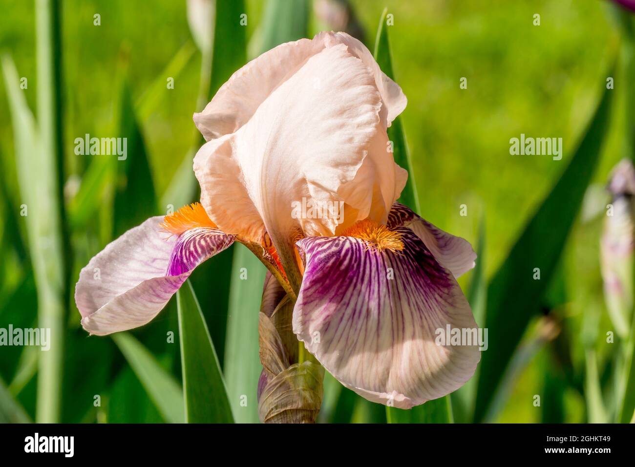 Iris Germanica 'Color Carnival' DeForest 1949 Stock Photo - Alamy