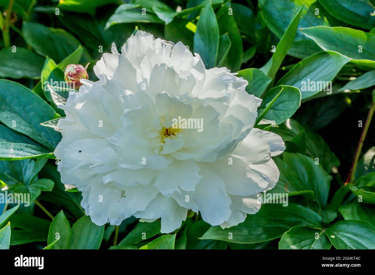 Alice harding peony hi-res stock photography and images - Alamy