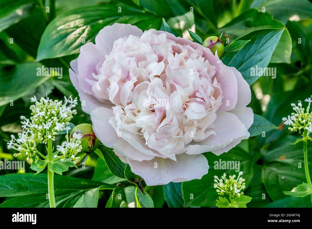 Peony 'Mme Jules Calot' in bloom in a garden Stock Photo - Alamy