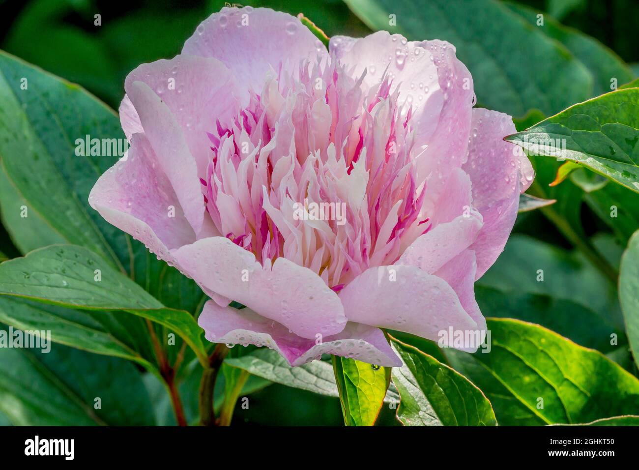 Peony 'Do Tell' in bloom in a garden Stock Photo - Alamy